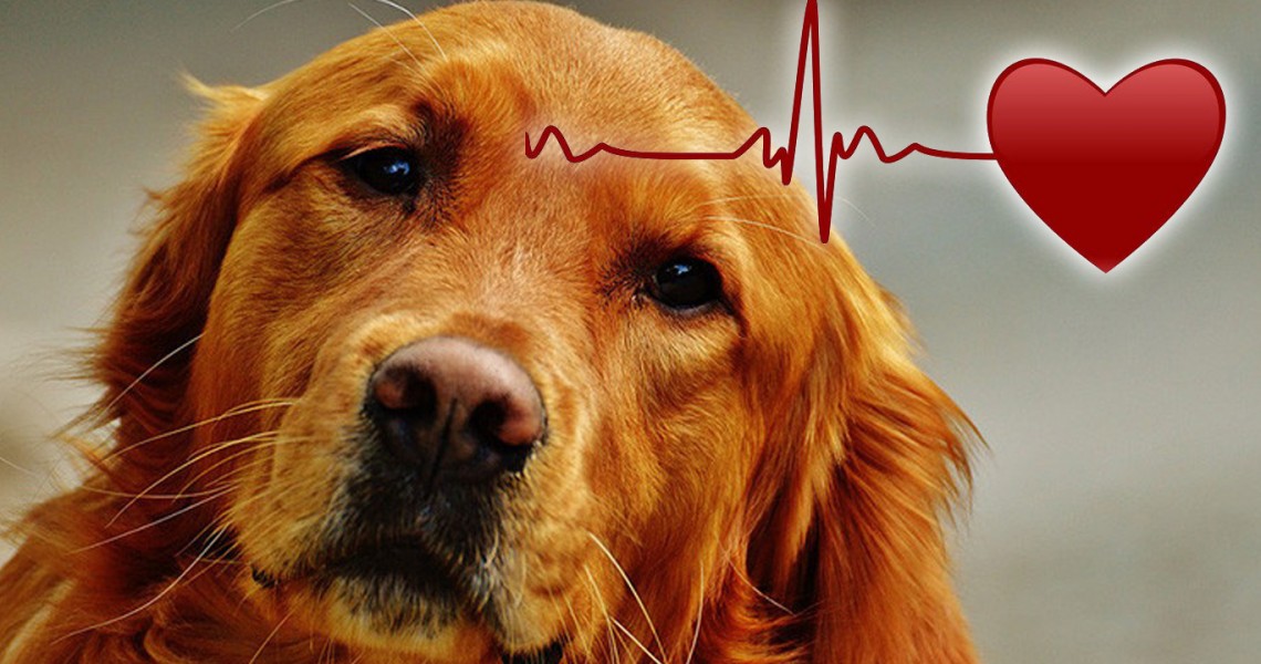 Signos clínicos y métodos en pacientes caninos con enfermedad cardiaca.